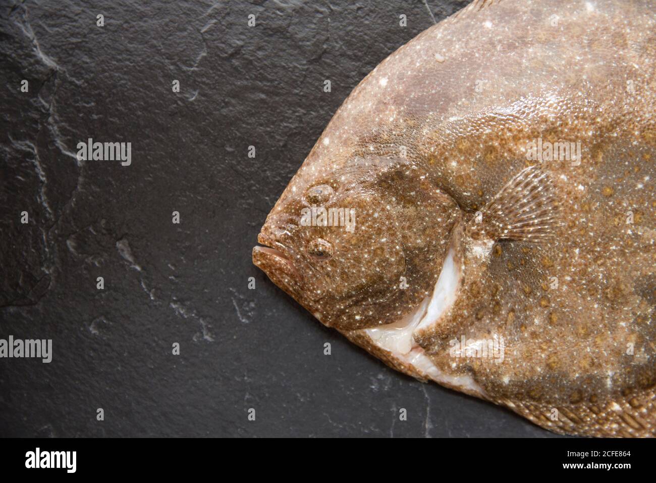 Brill fish uk hi-res stock photography and images - Alamy