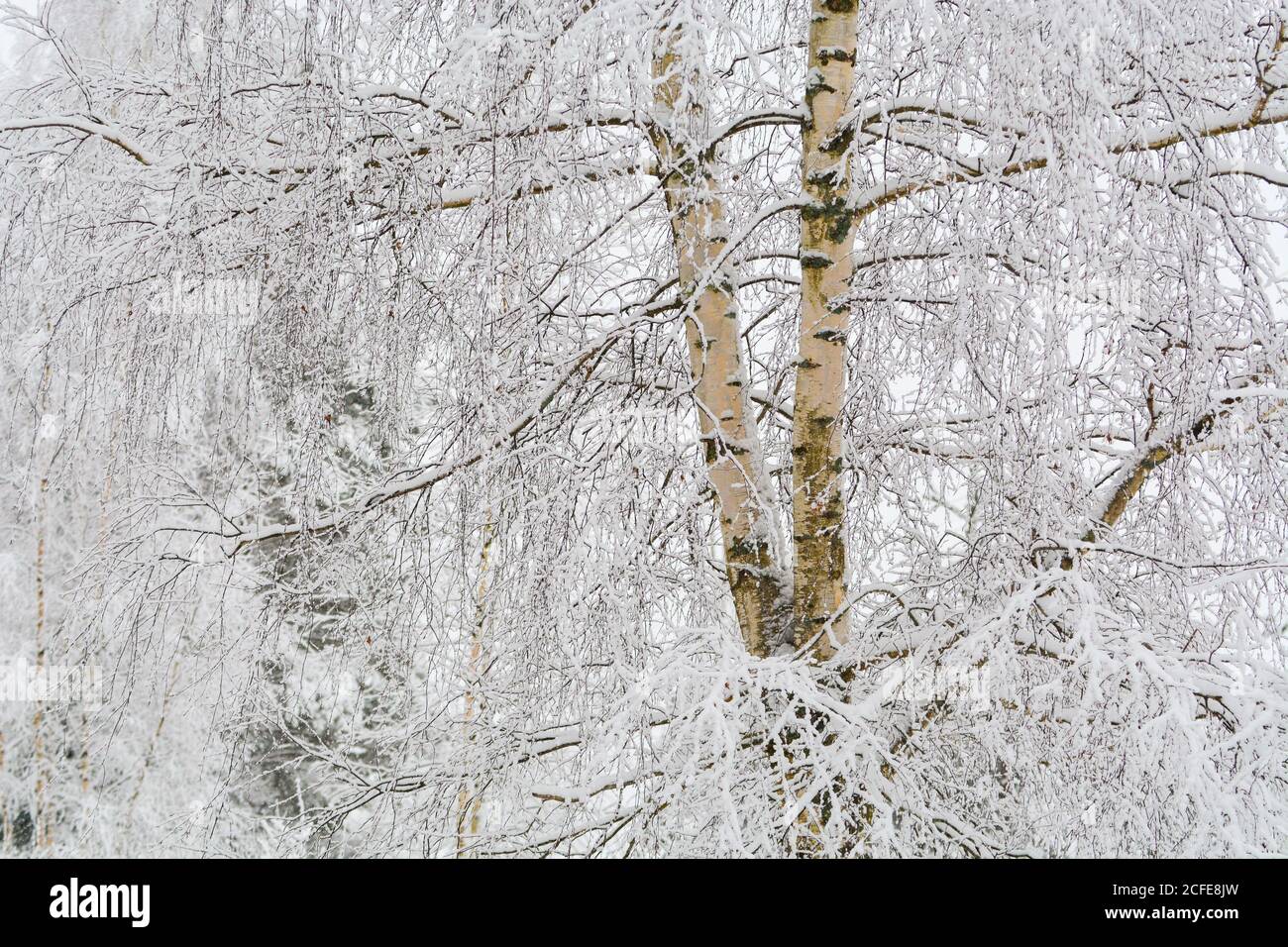 Winter background with birches Stock Photo - Alamy