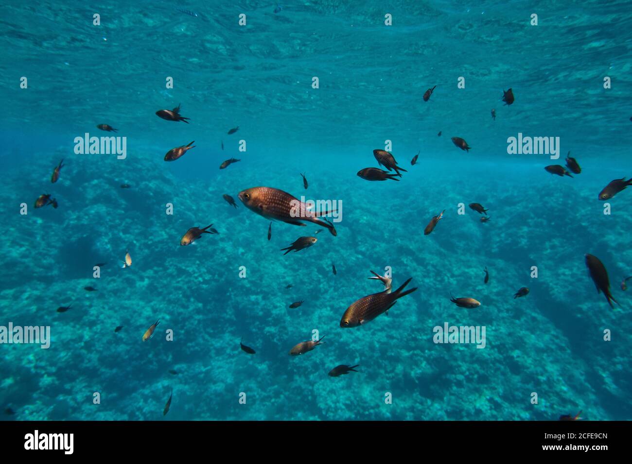 Deep Sea Ocean Floor High Resolution Stock Photography and Images - Alamy