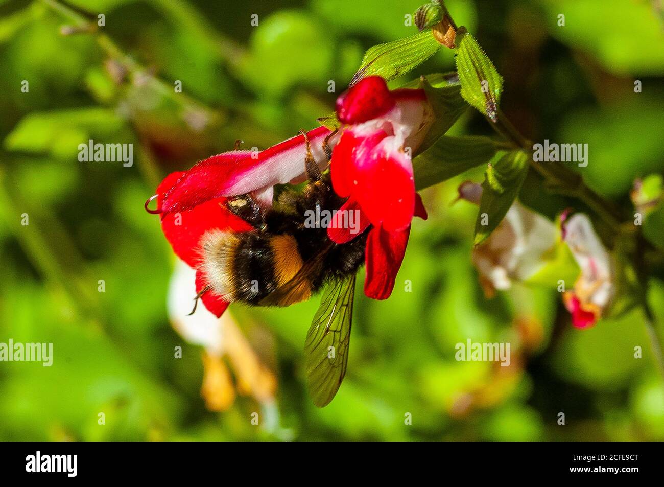 London, UK. 5th Sep, 2020. Bees collecting pollen from salvia "hot lips ...