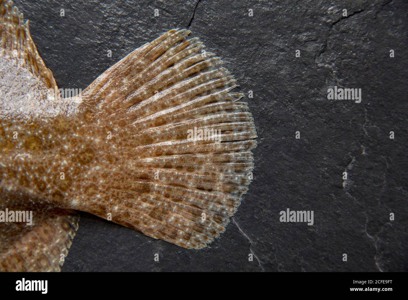 Detail of the tail, or caudal fin, of a raw, uncooked brill ...
