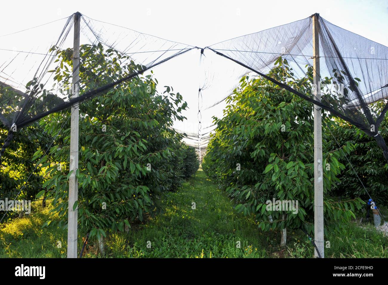 An apple orchard covered an against hail and birds. Modern apple ...