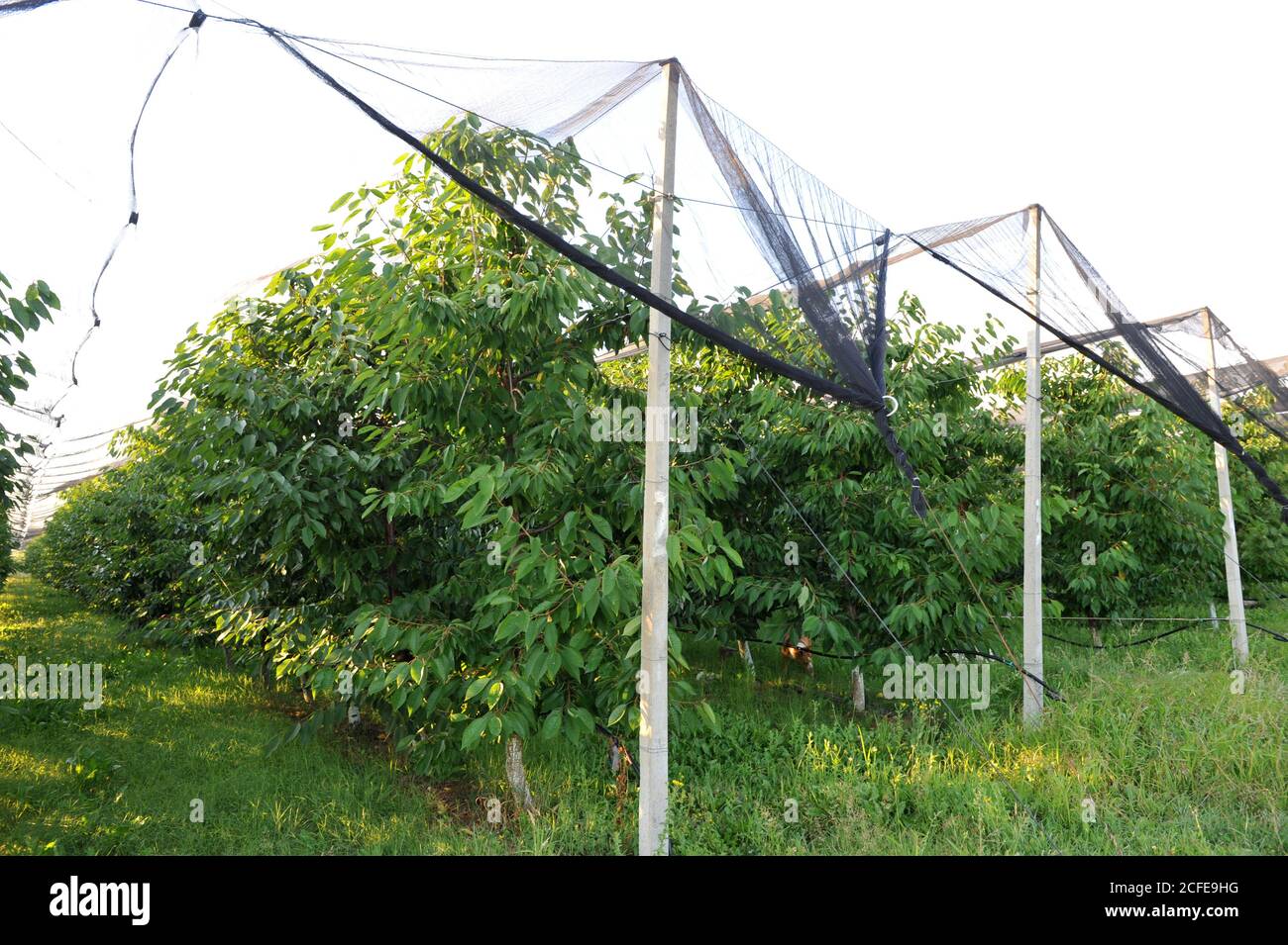 An apple orchard covered an against hail and birds. Modern apple ...
