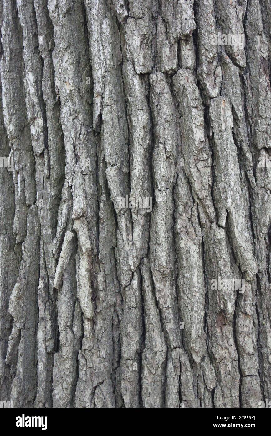 The bark of a thick tree in the woods Stock Photo - Alamy
