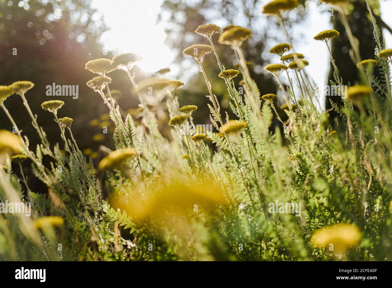 blooming golden sheaf (Achillea filipendulina) in summer Stock Photo ...