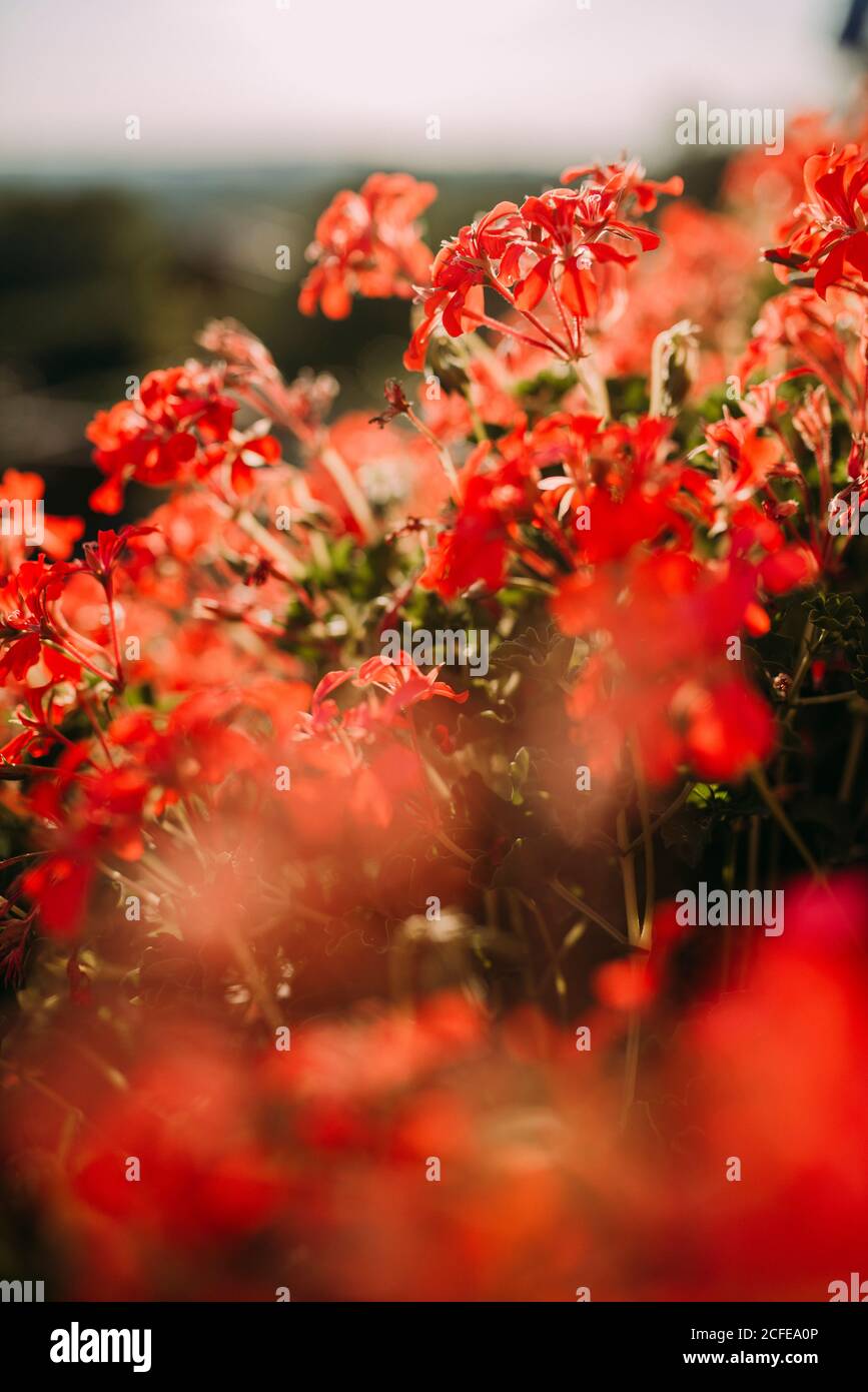 Red geranium hi-res stock photography and images - Alamy