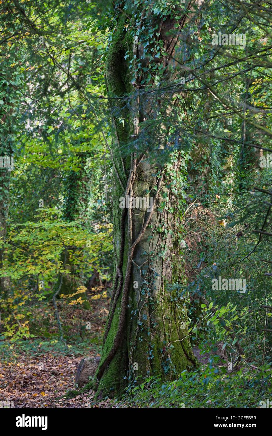 Overgrown forests hi-res stock photography and images - Alamy