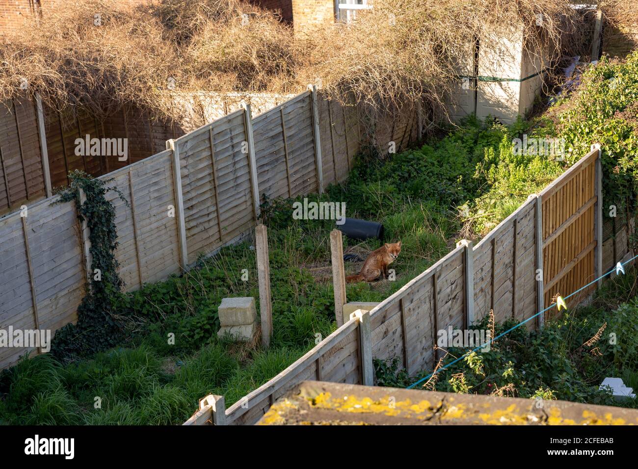 Wild fox in backyard is hiding and lurking for prey Stock Photo - Alamy
