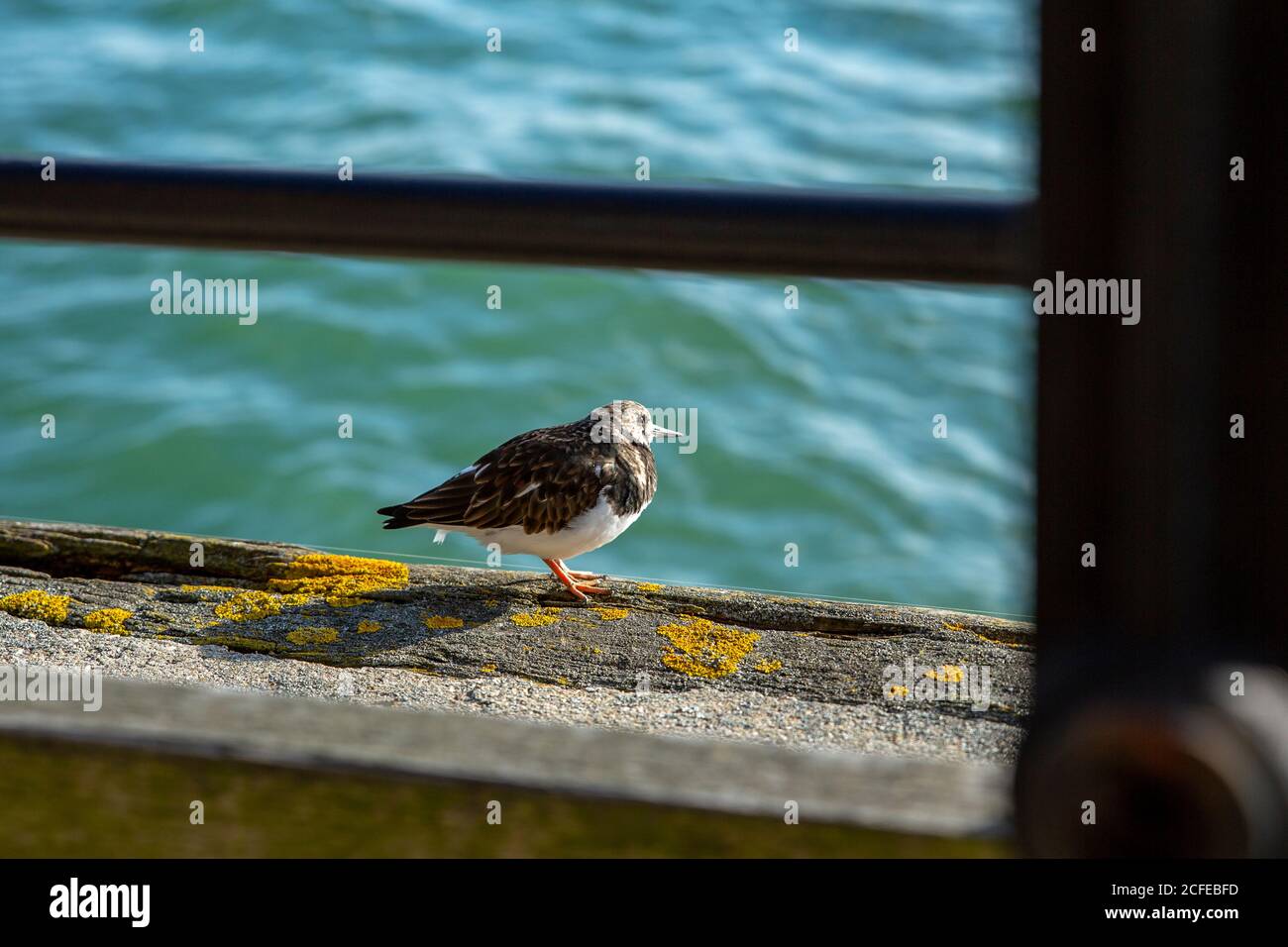 Male turnstone hi-res stock photography and images - Alamy
