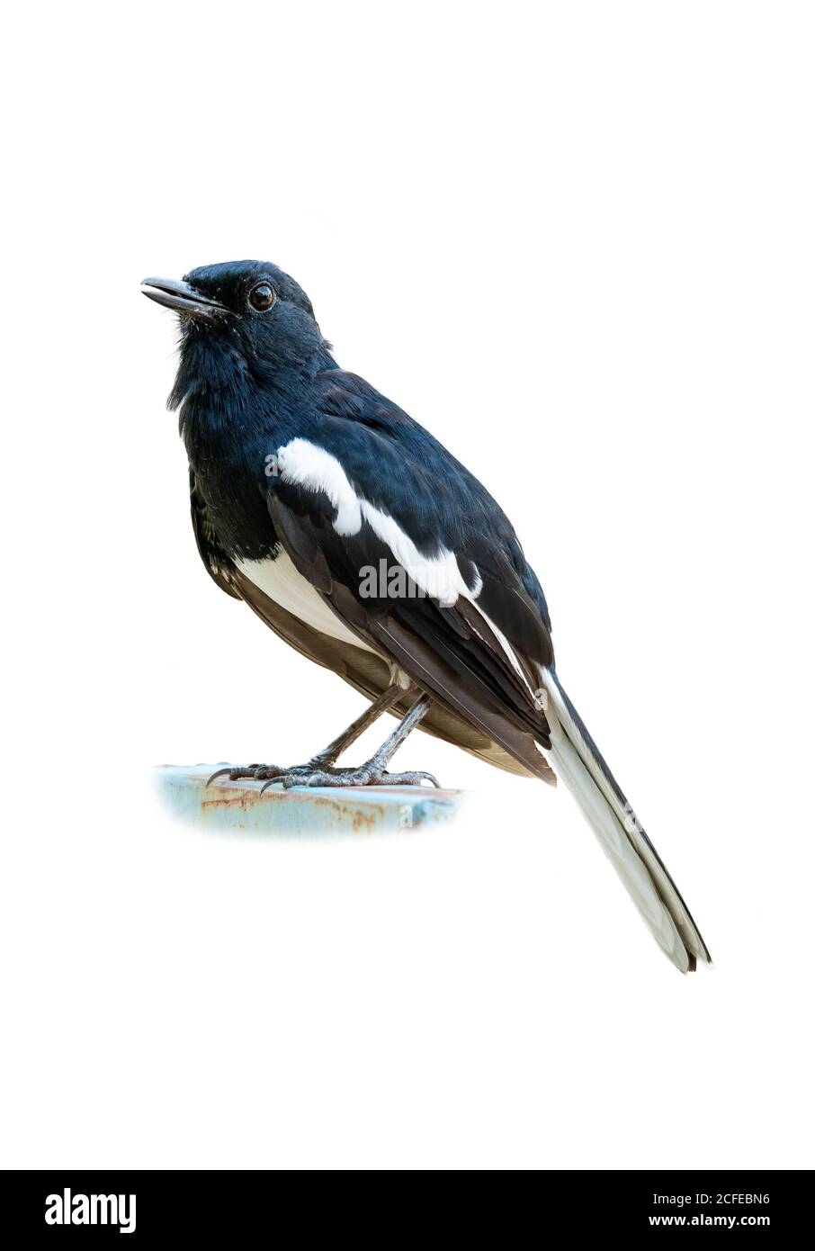 Male Oriental Magpie Robin isolated on white background Stock Photo - Alamy
