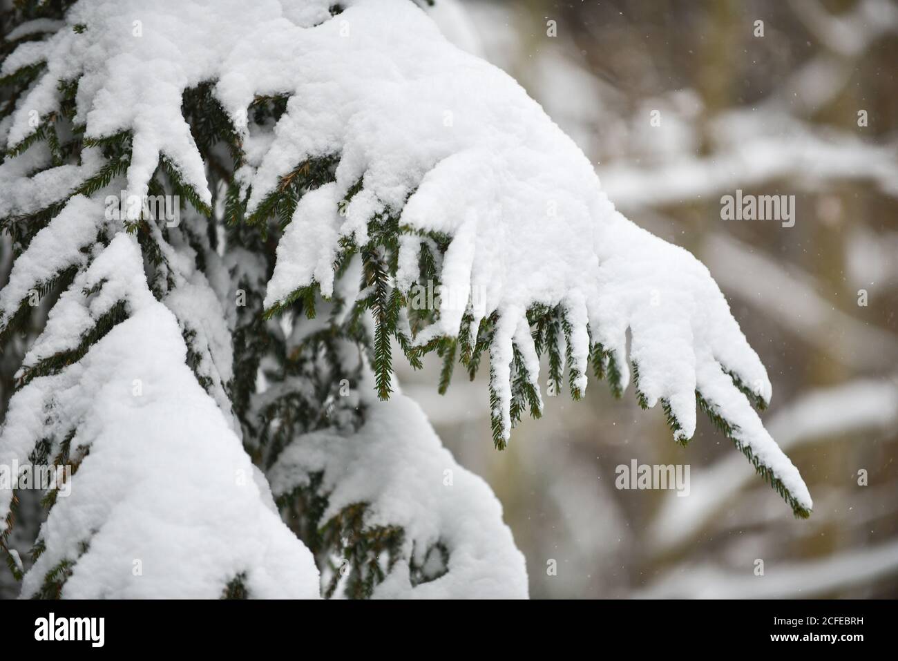 Natural background. Winter landscape. A trees in the snow Stock Photo ...