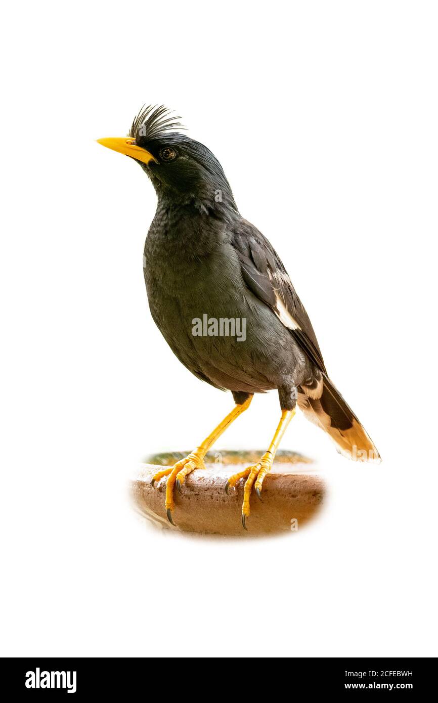 White-vented Myna isolated on white background Stock Photo - Alamy
