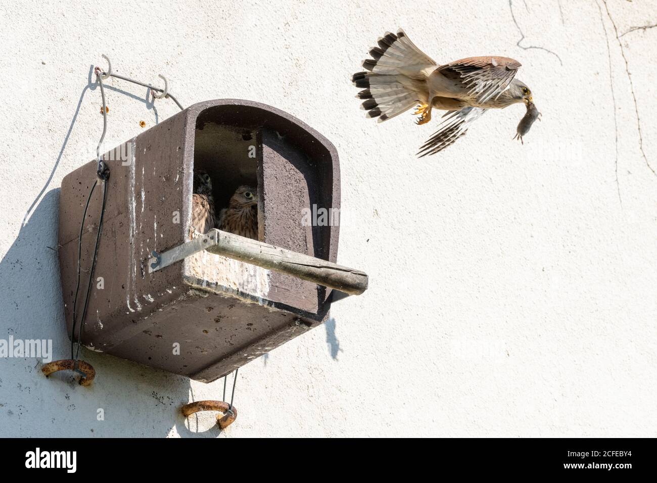 Mouse nest box hi-res stock photography and images - Alamy