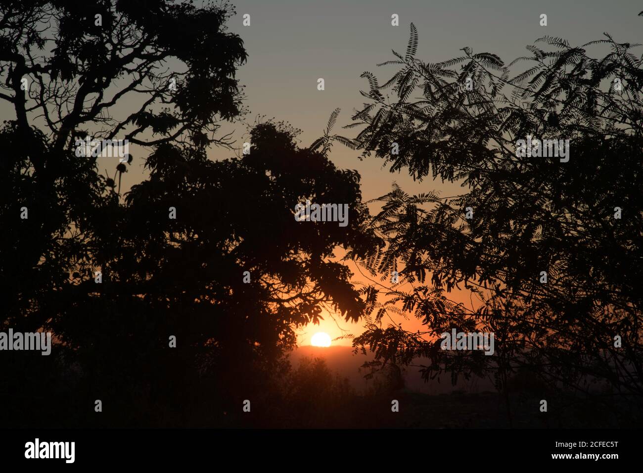 Trees Silhouettes at Sunset in Brazil Stock Photo - Alamy