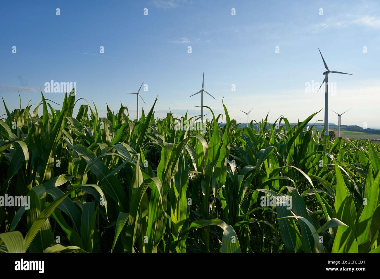 Green plant leaves of a maize (corn) field. Some wind turbines in front ...
