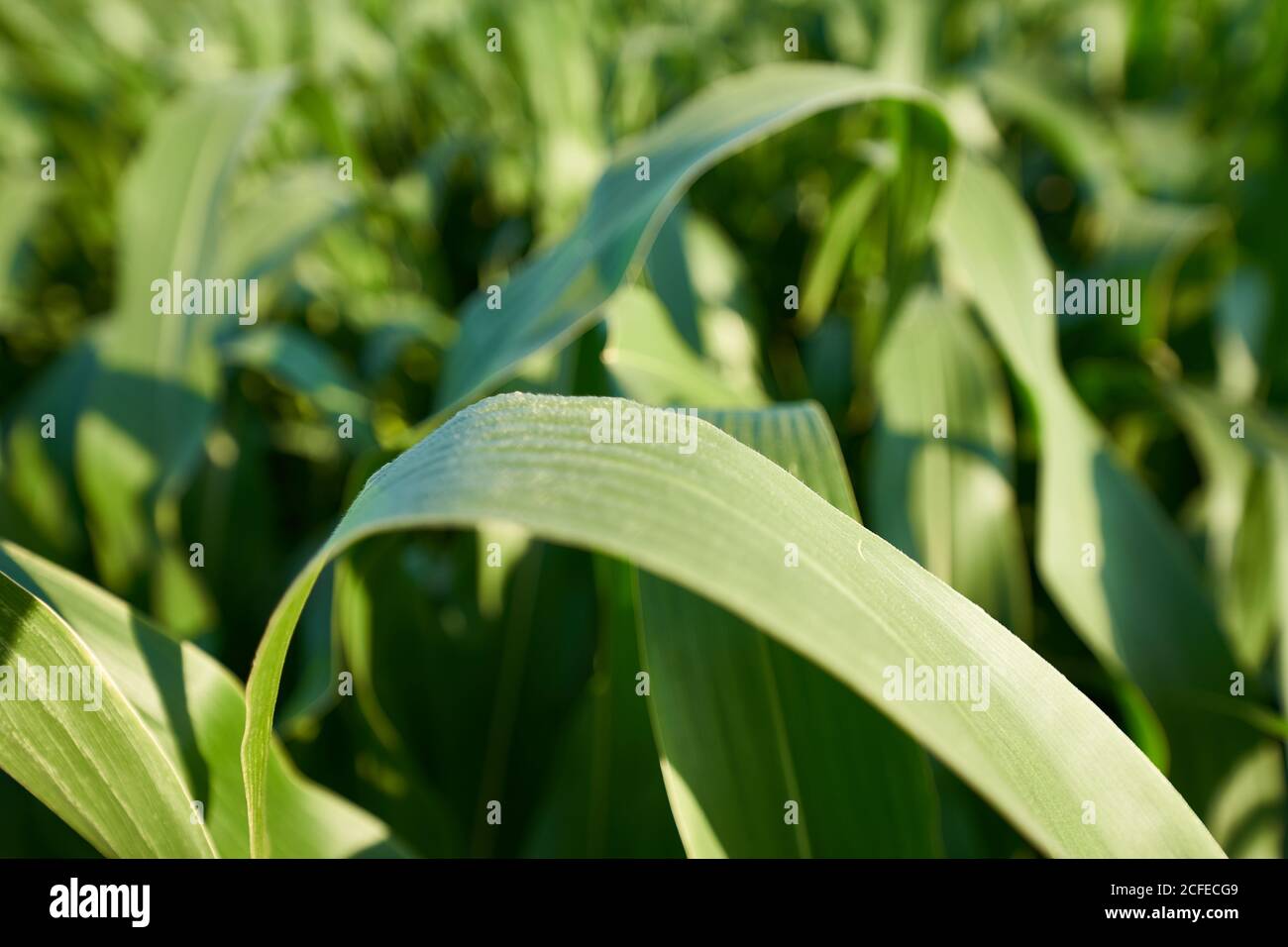 Fodder plant hi-res stock photography and images - Alamy
