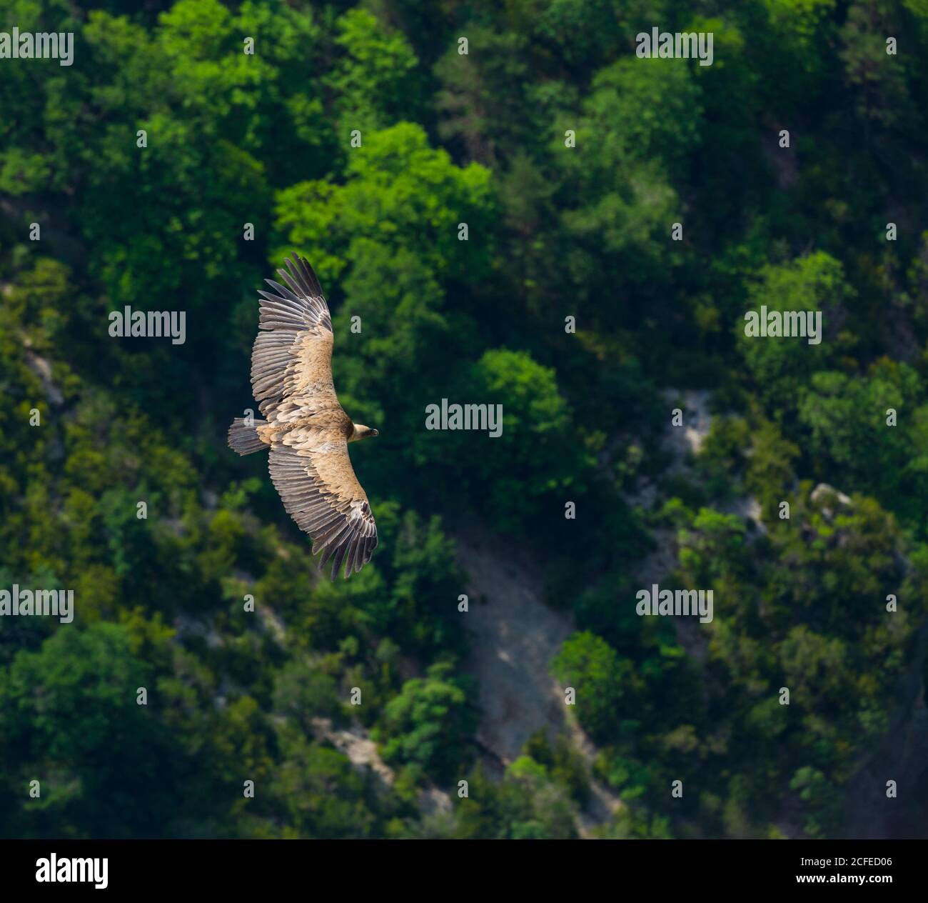 Griffon Vulture, Gorges du Verdon Natural Park, Alpes Haute Provence ...