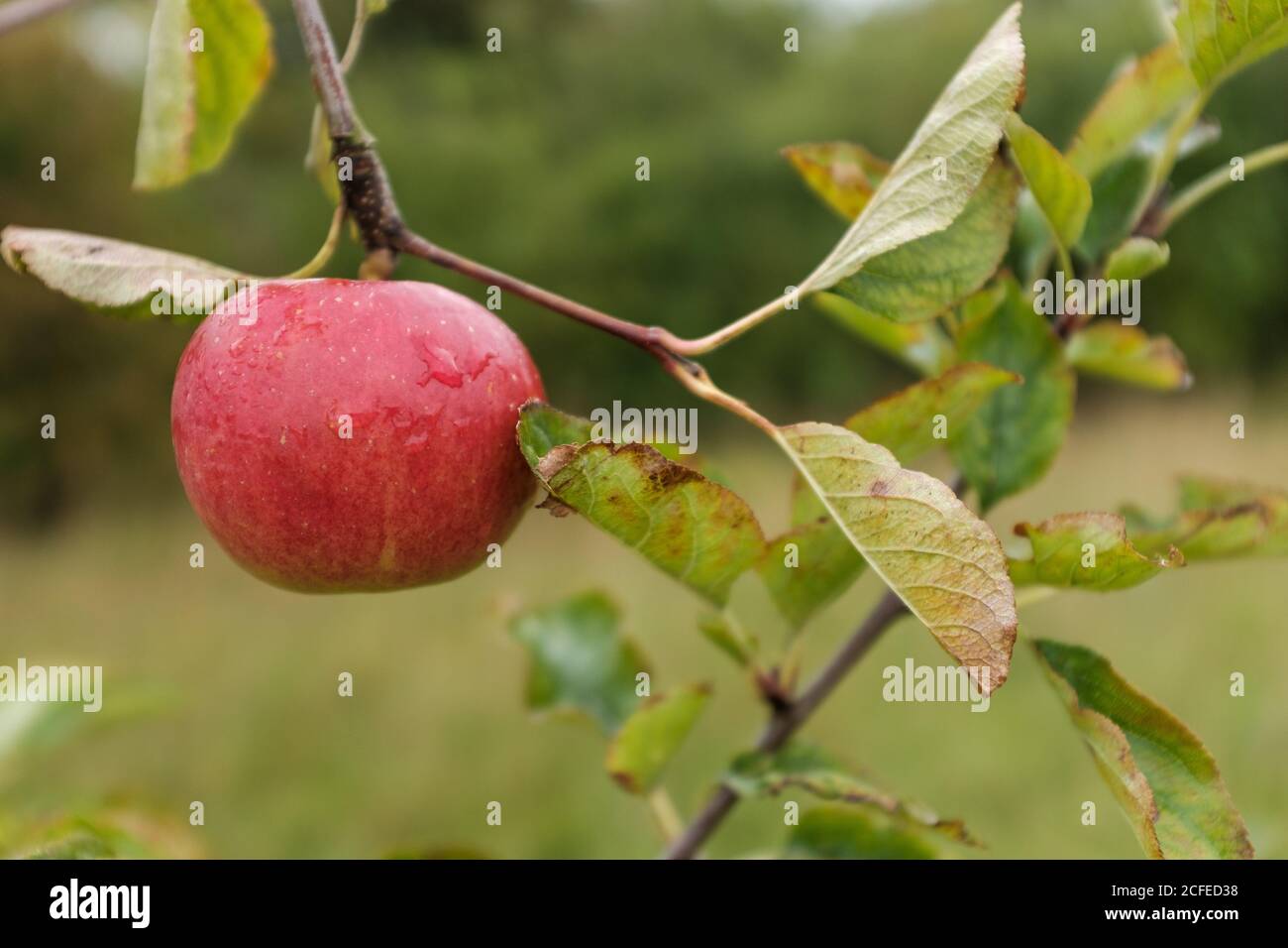 Chivers High Resolution Stock Photography and Images - Alamy