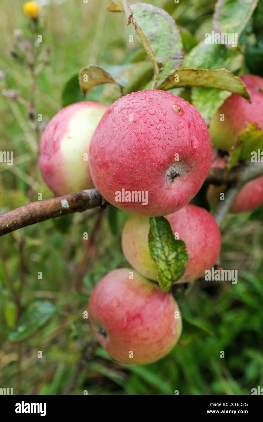 Close up of Neild’s Drooper dual purpose apple. The tree has a ...