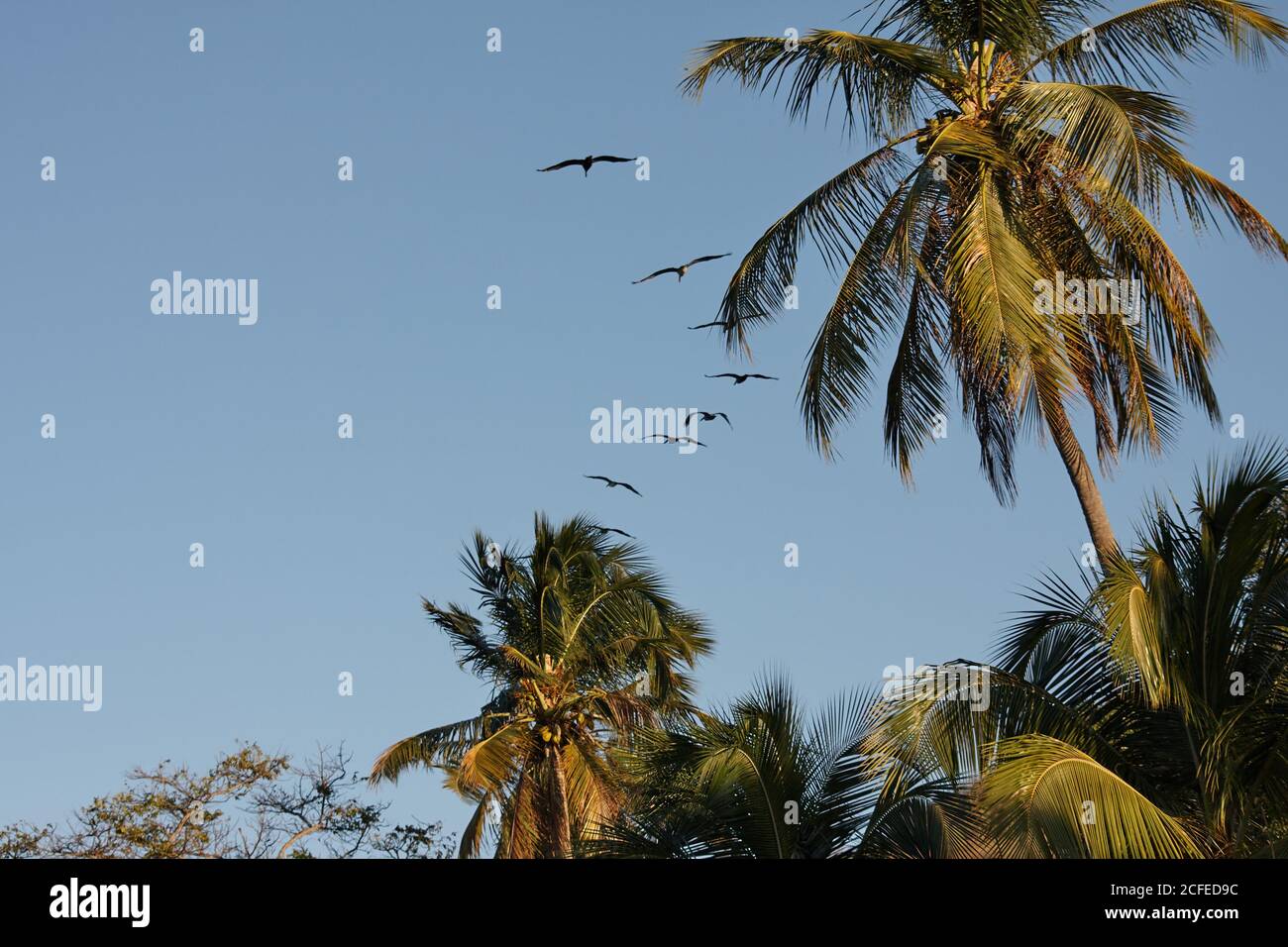 Hawaii birds palm trees hi-res stock photography and images - Alamy