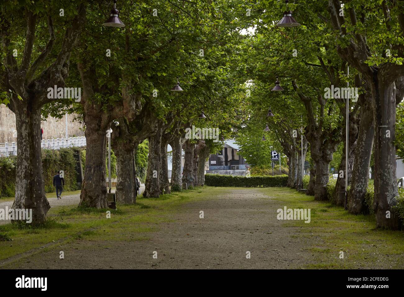 A way between green trees Stock Photo - Alamy
