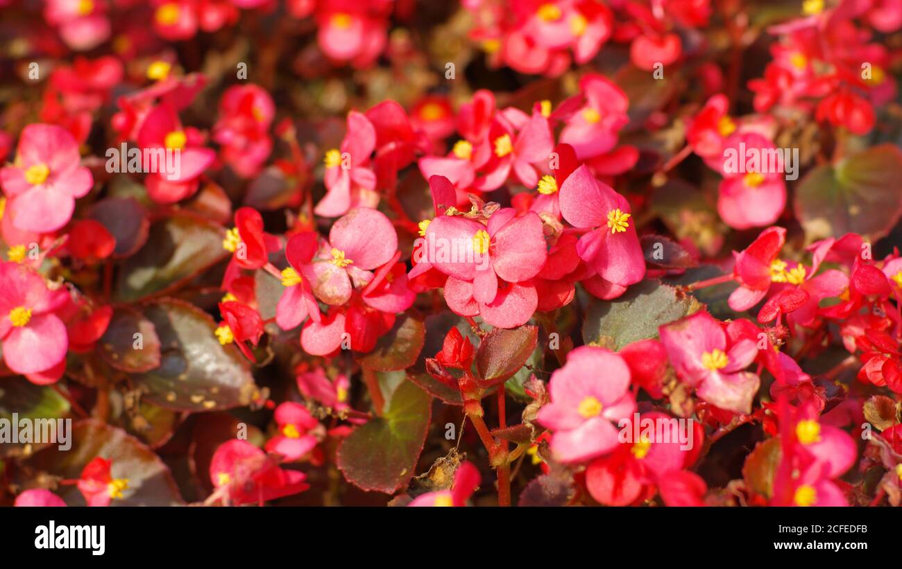 red little flowers Stock Photo - Alamy