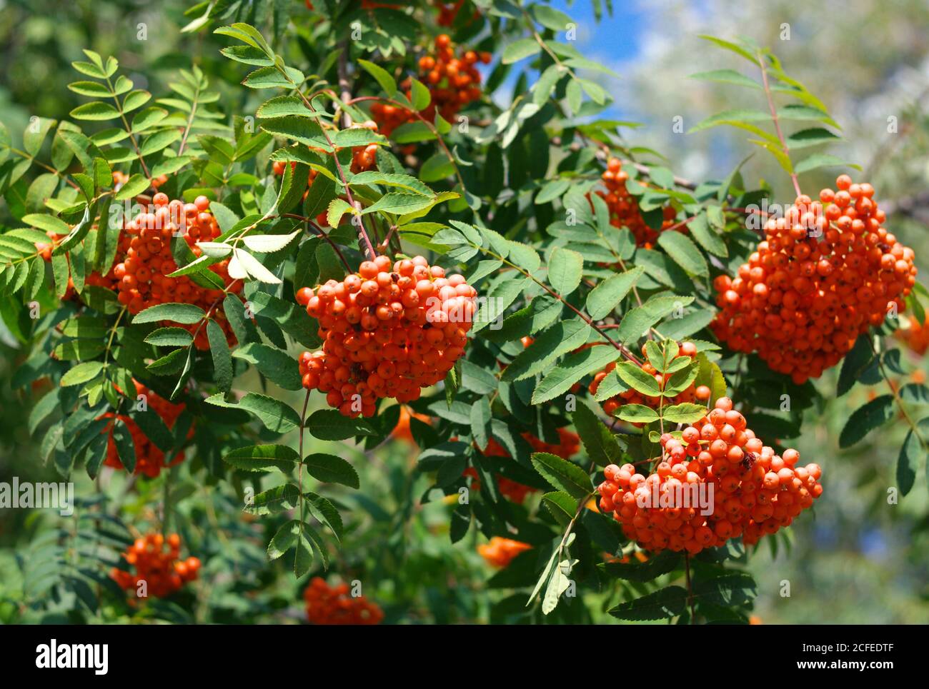 ashberry at dry sunny day Stock Photo - Alamy