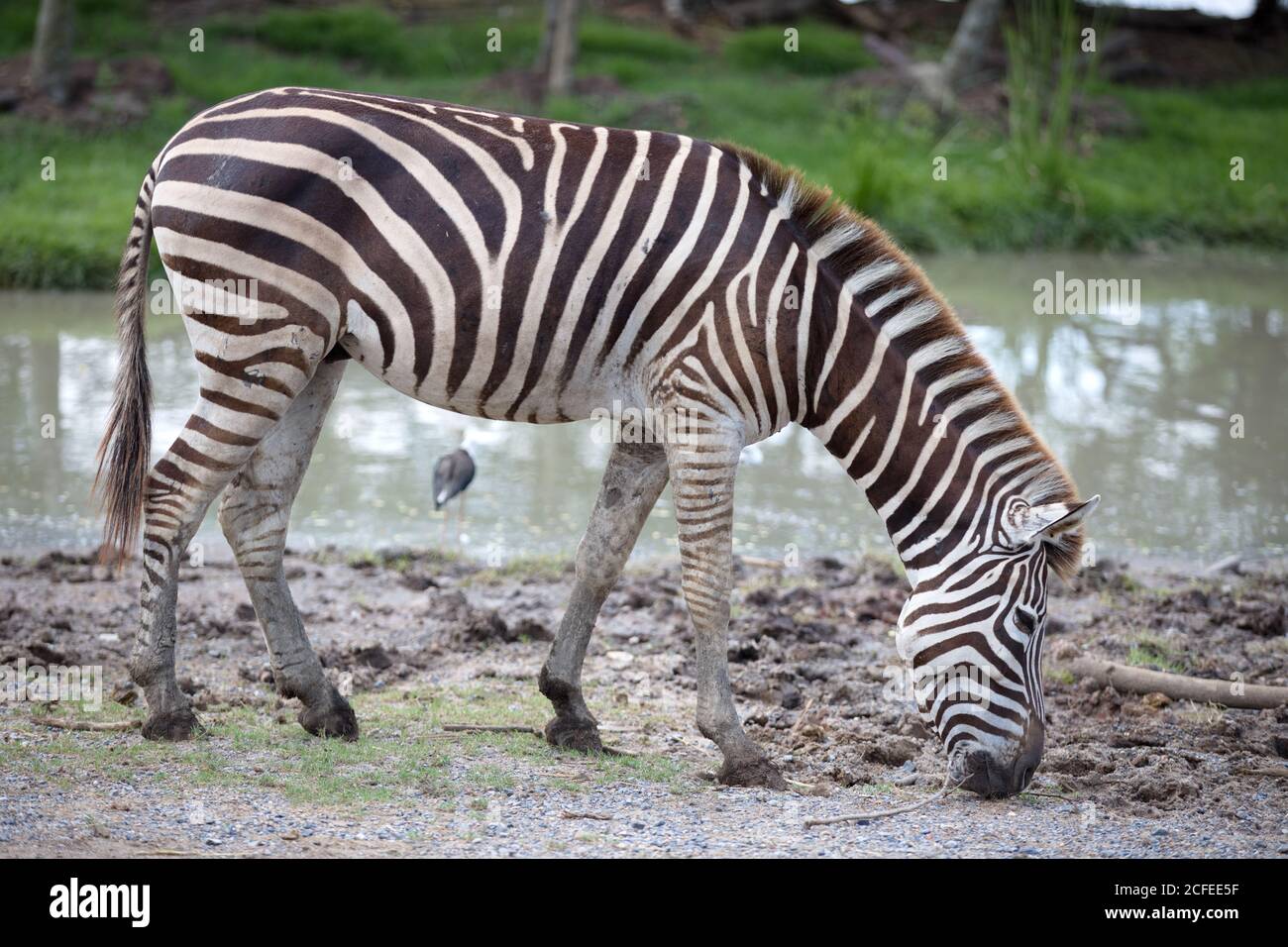 Zebra eating cute hi-res stock photography and images - Alamy