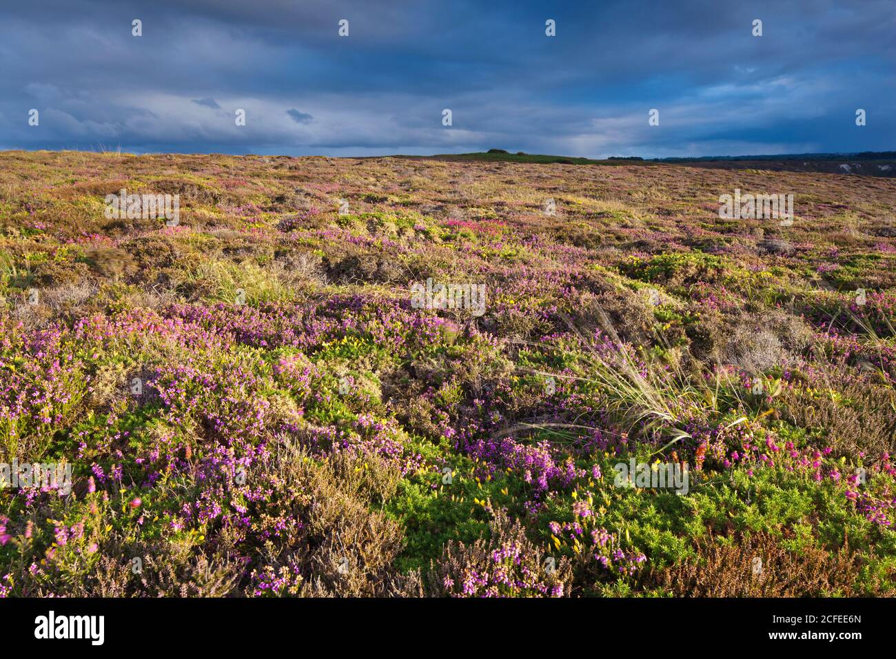 Heath landscape between two showers hi-res stock photography and images ...