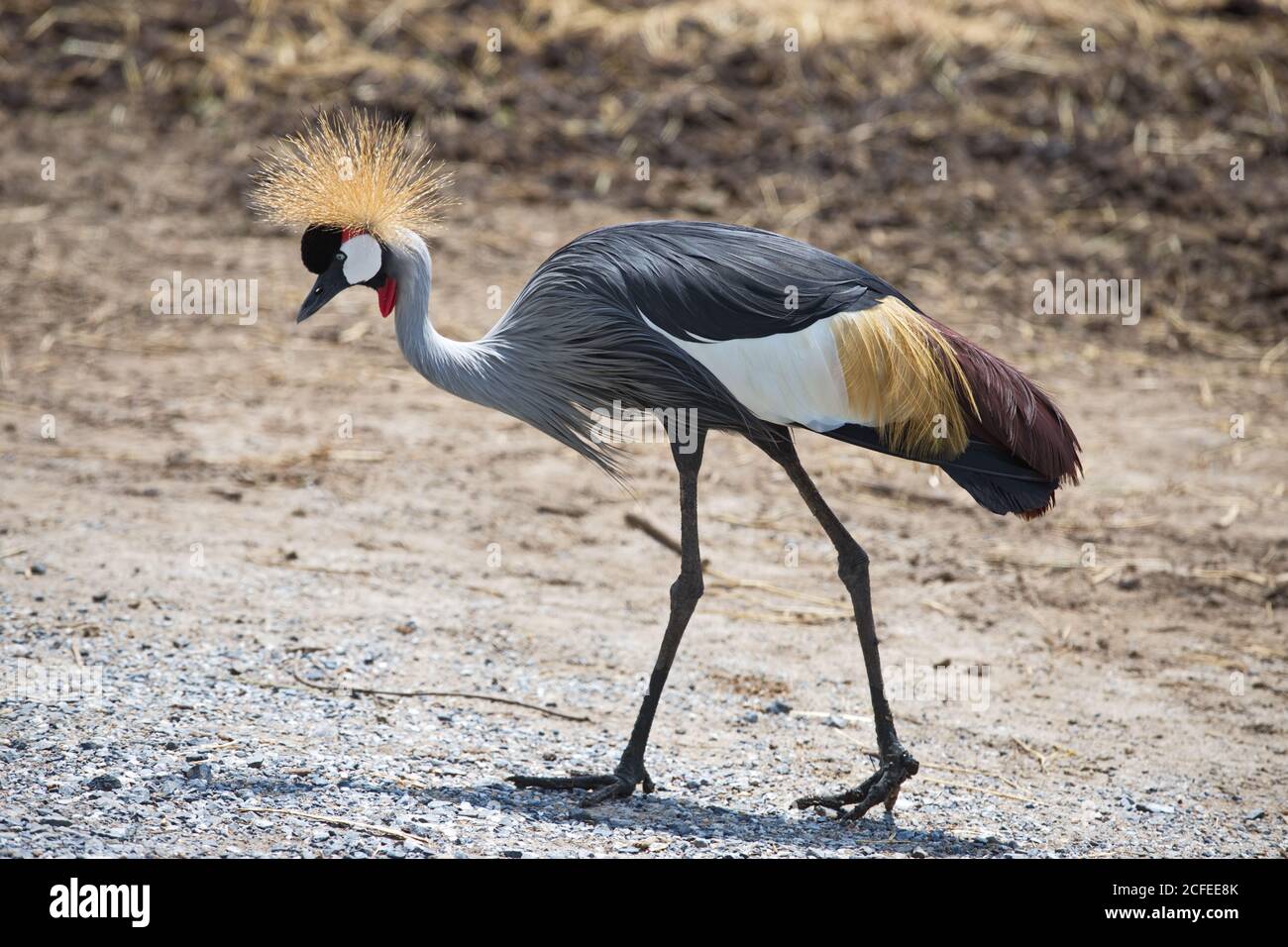 Most beautiful crane hi-res stock photography and images - Alamy