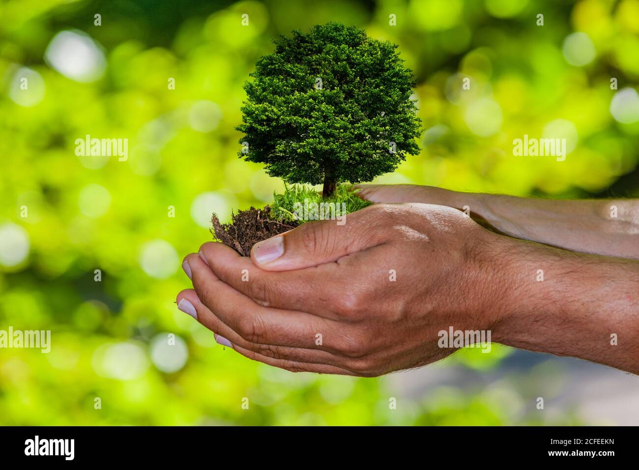 Tree in a hand Stock Photo - Alamy