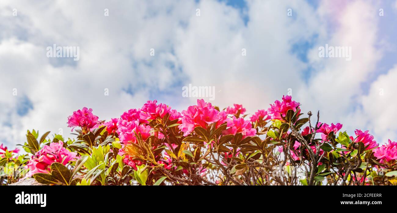 Red roses in the snow hi-res stock photography and images - Alamy