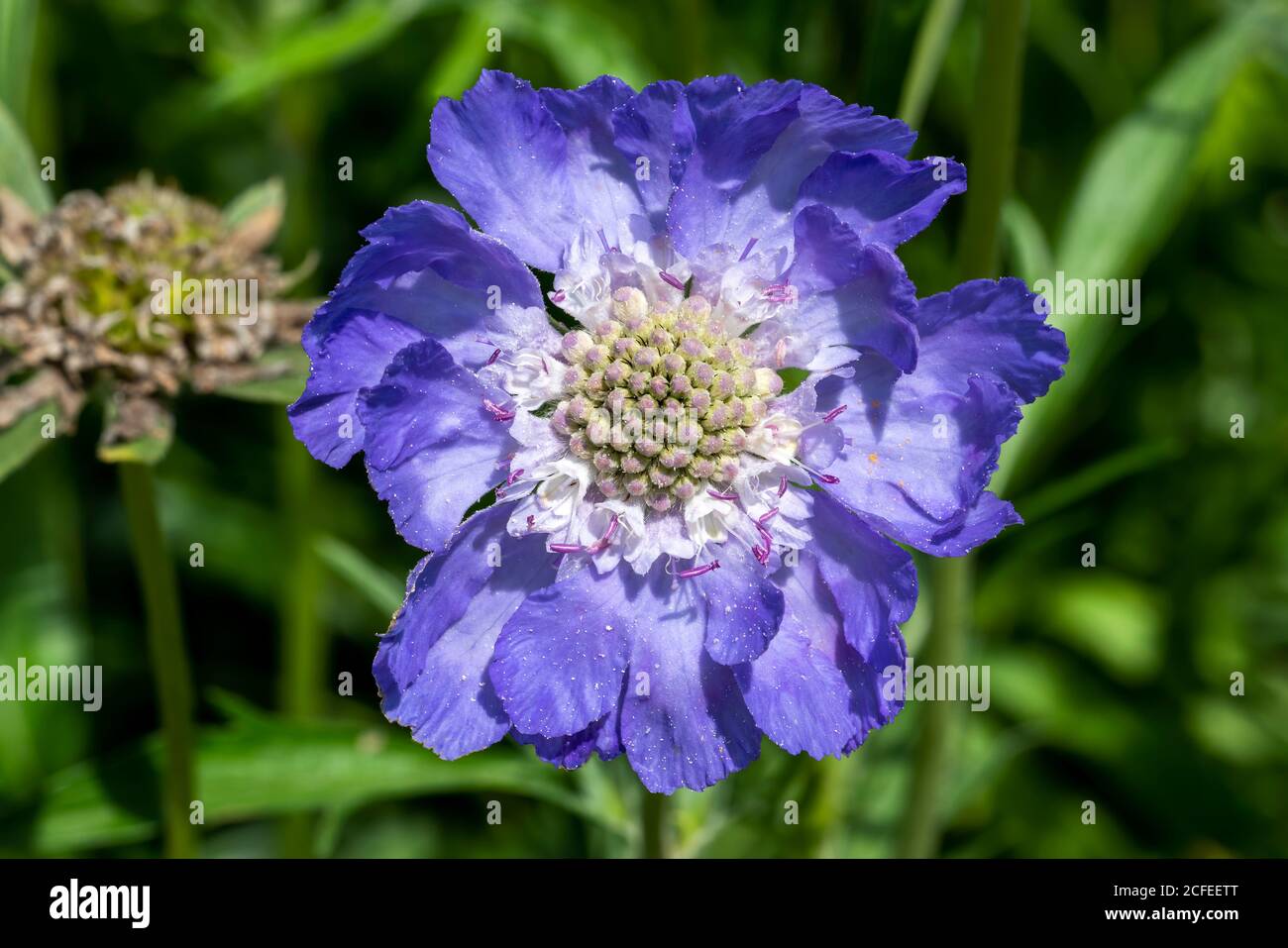 Scabiosa caucasica (scabious) border mix a purple blue spring summer ...