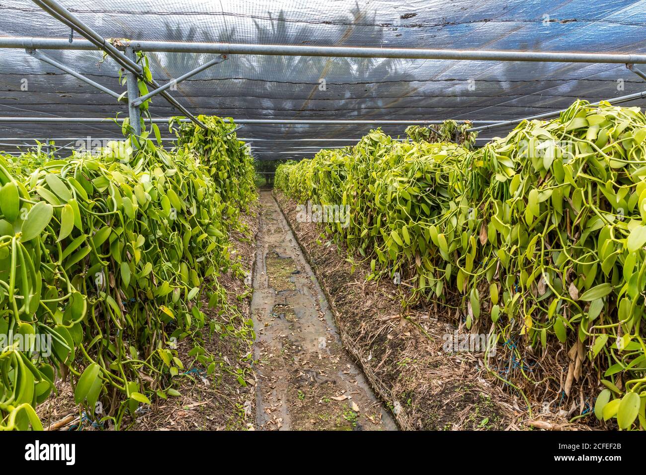 Vanilla plantation, Plantation de la Vanille Roulof, Saint-André ...