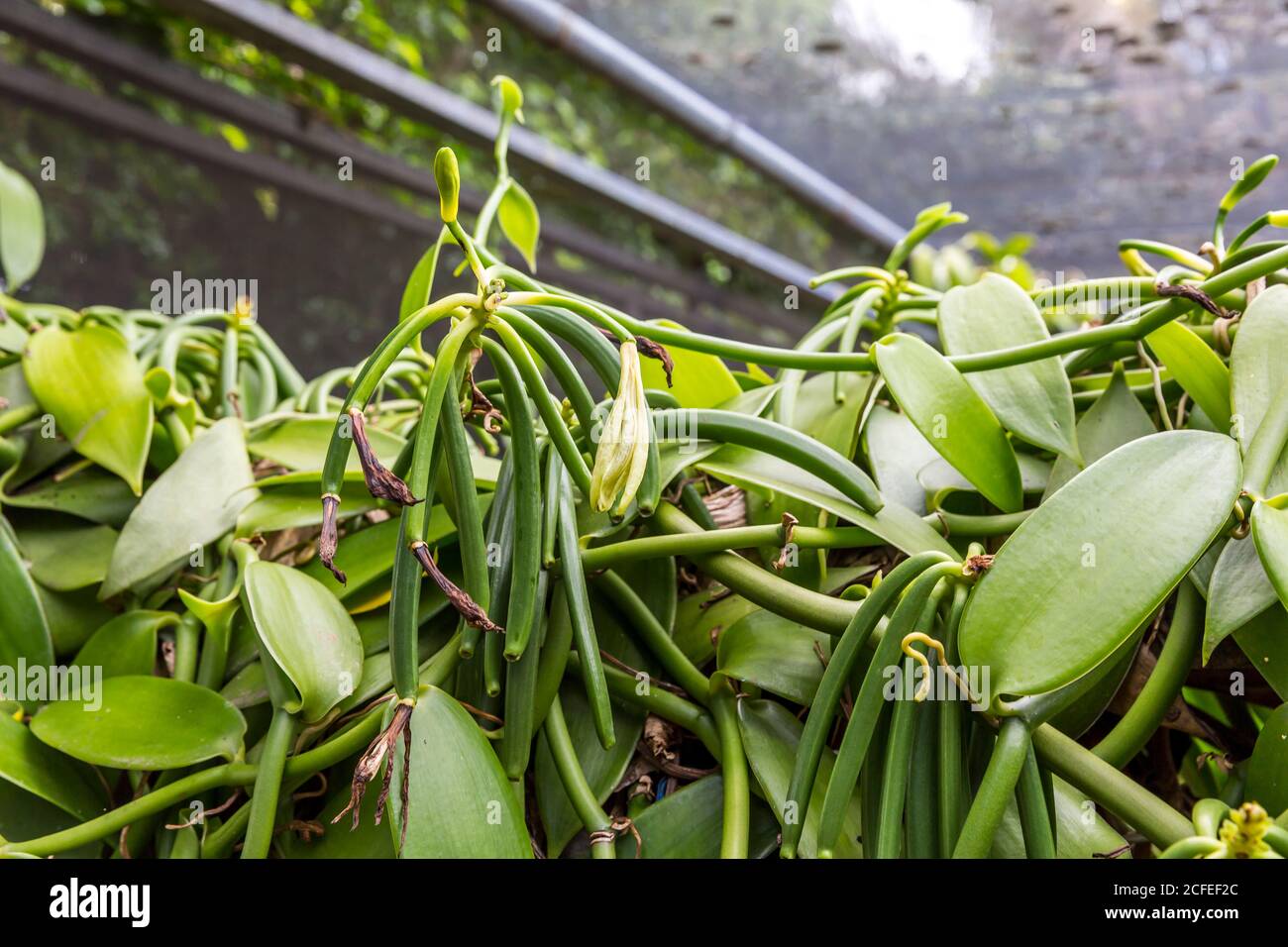 Vanilla plantation hi-res stock photography and images - Alamy