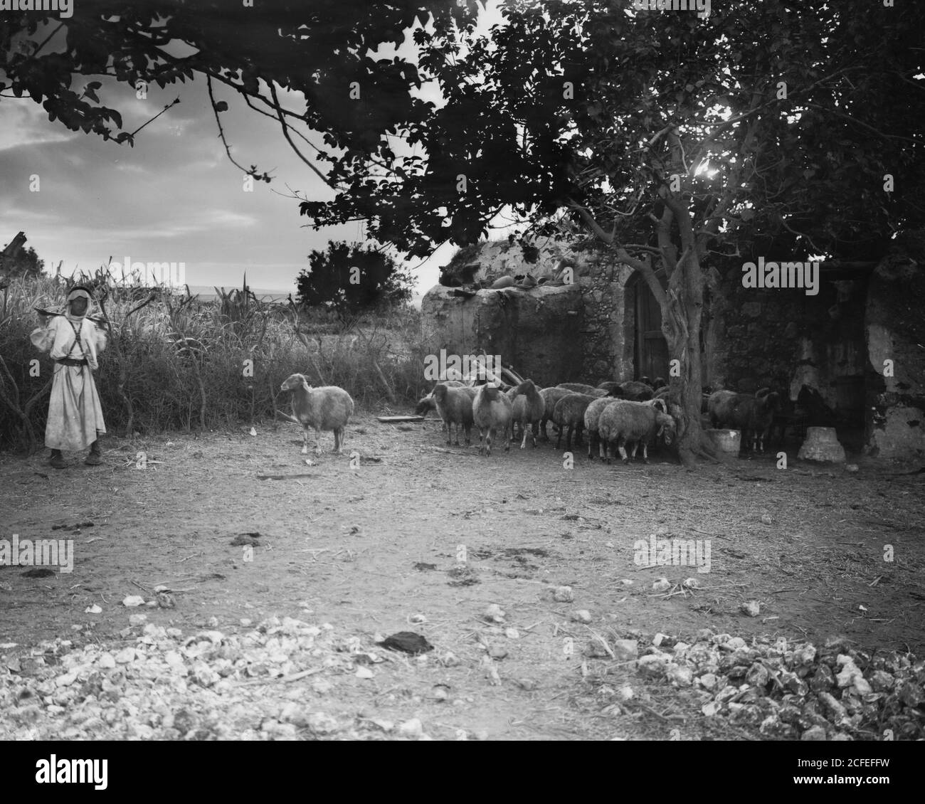 Early 1900s shepherd and sheep hi-res stock photography and images - Alamy