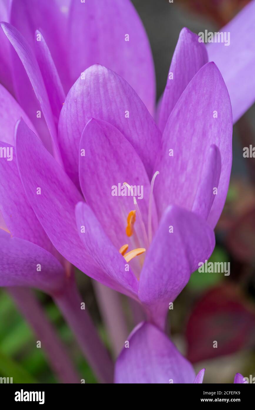 Colchicum autumnale an autumn fall pink flower bulb plant commonly ...