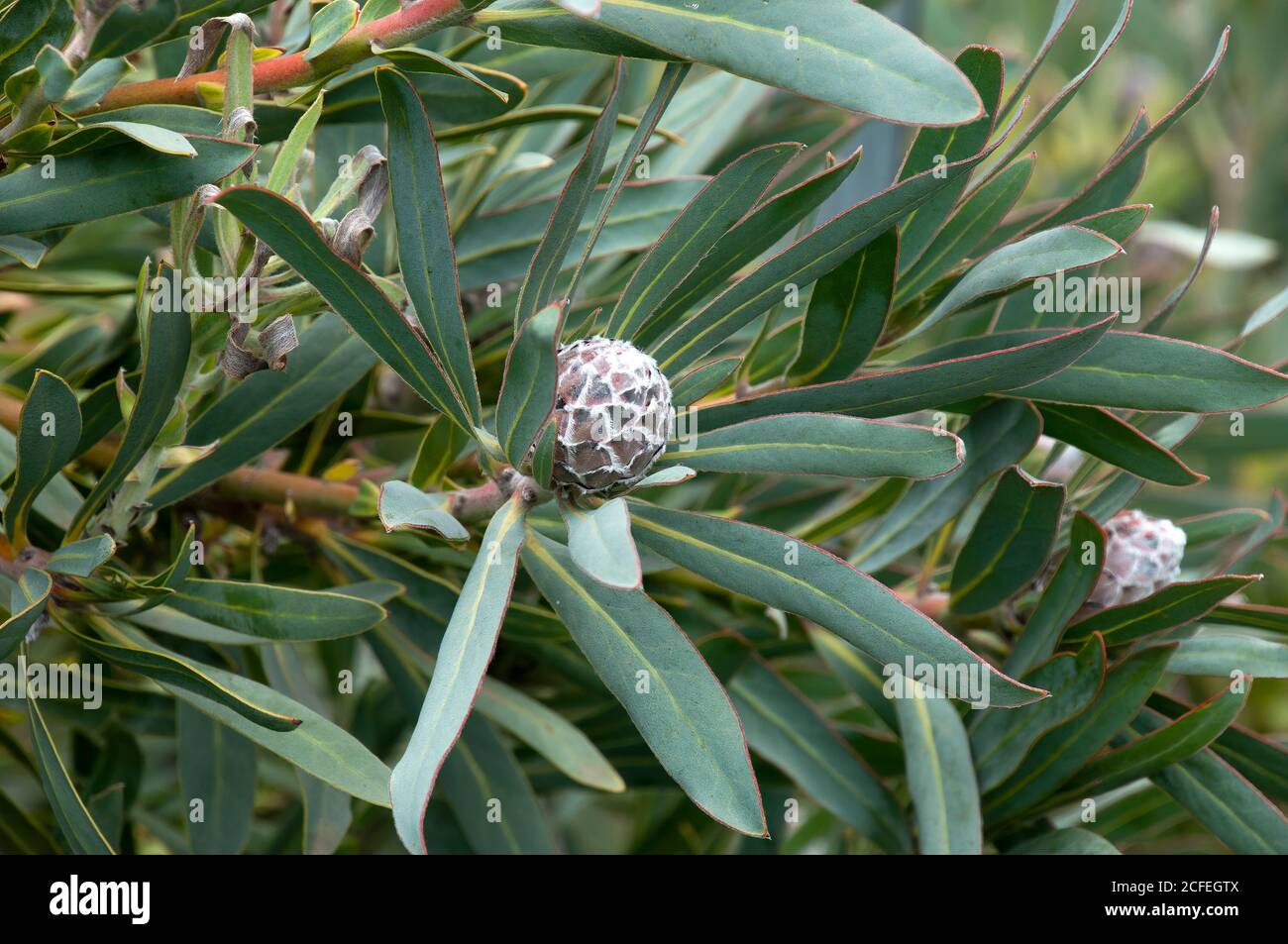 Protea magnifica x pudens hi-res stock photography and images - Alamy