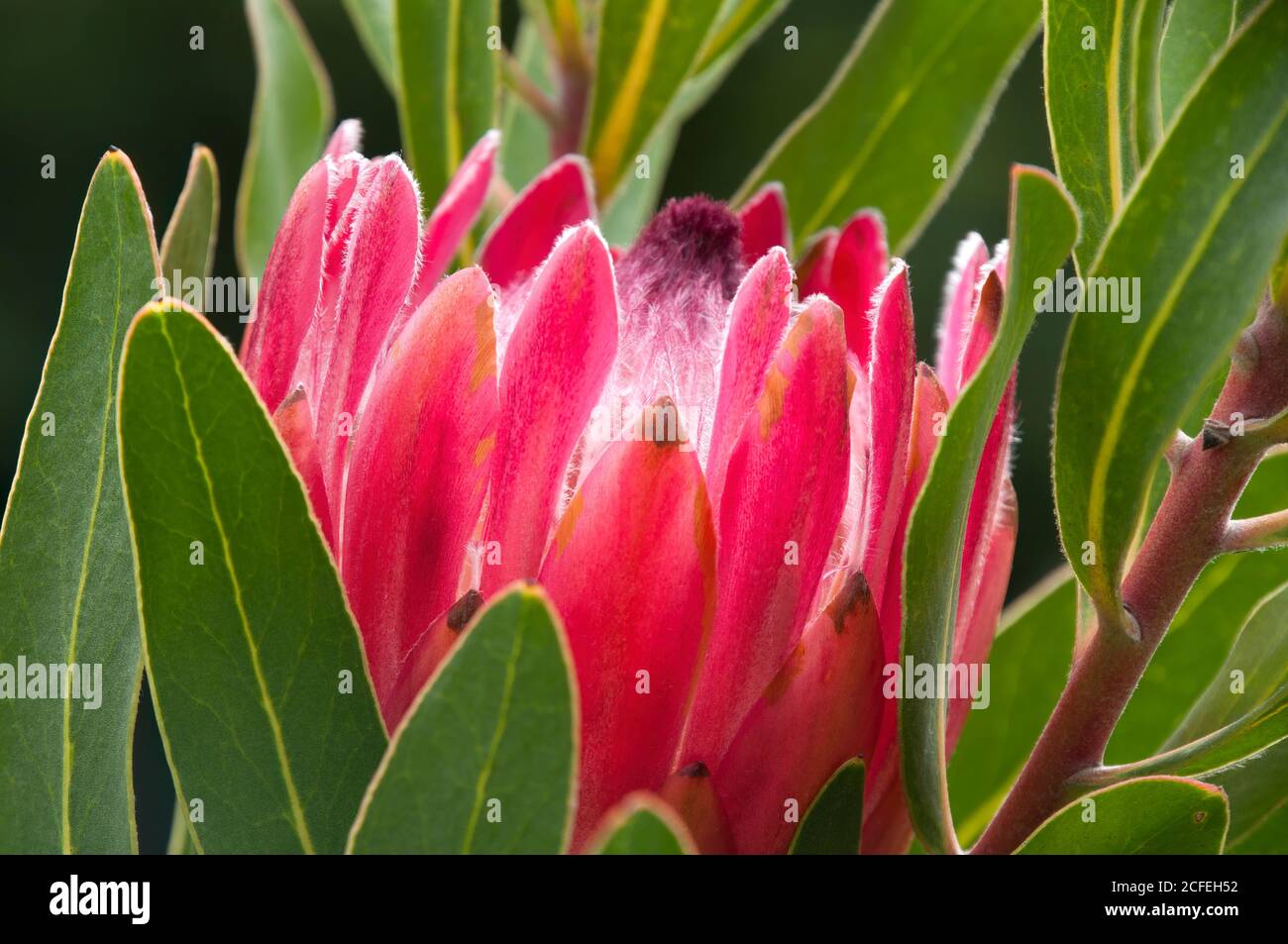 Sydney Australia, close-up of a red protea flower Stock Photo - Alamy