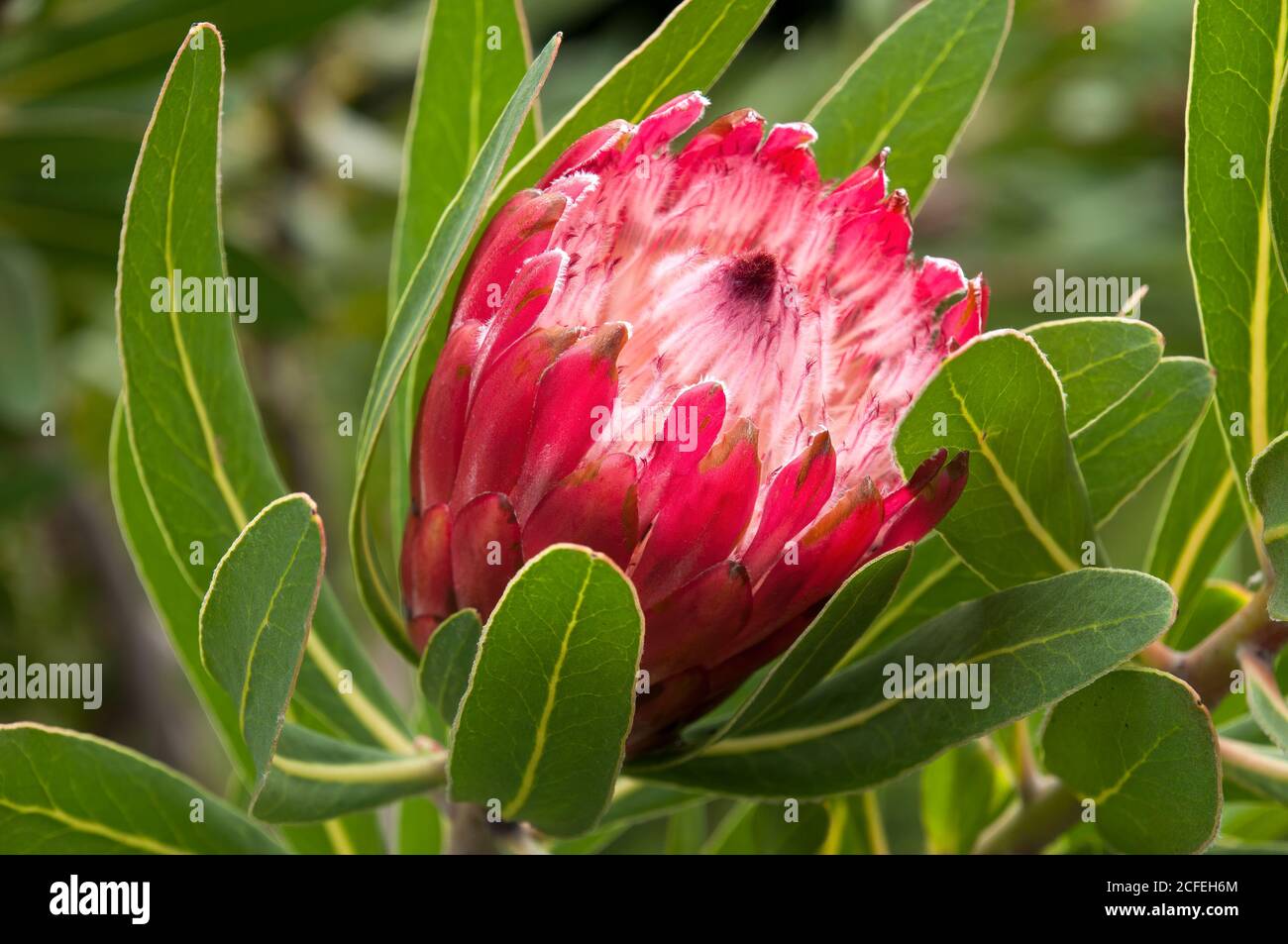 Sydney Australia, protea flower in the sunshine Stock Photo - Alamy