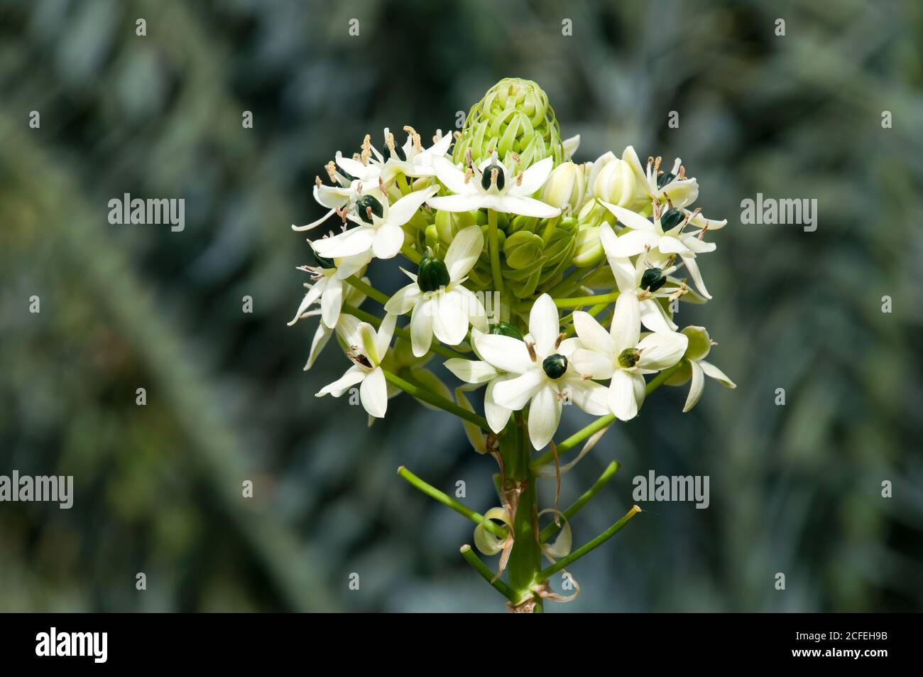 Sydney Australia, Close-up of flowerhead of Ornithogalum saundersiae or ...