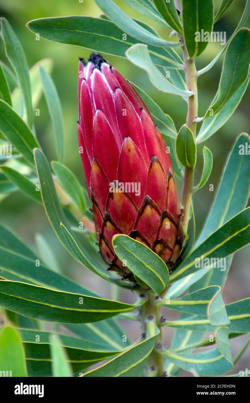 Frosted fire protea hi-res stock photography and images - Alamy