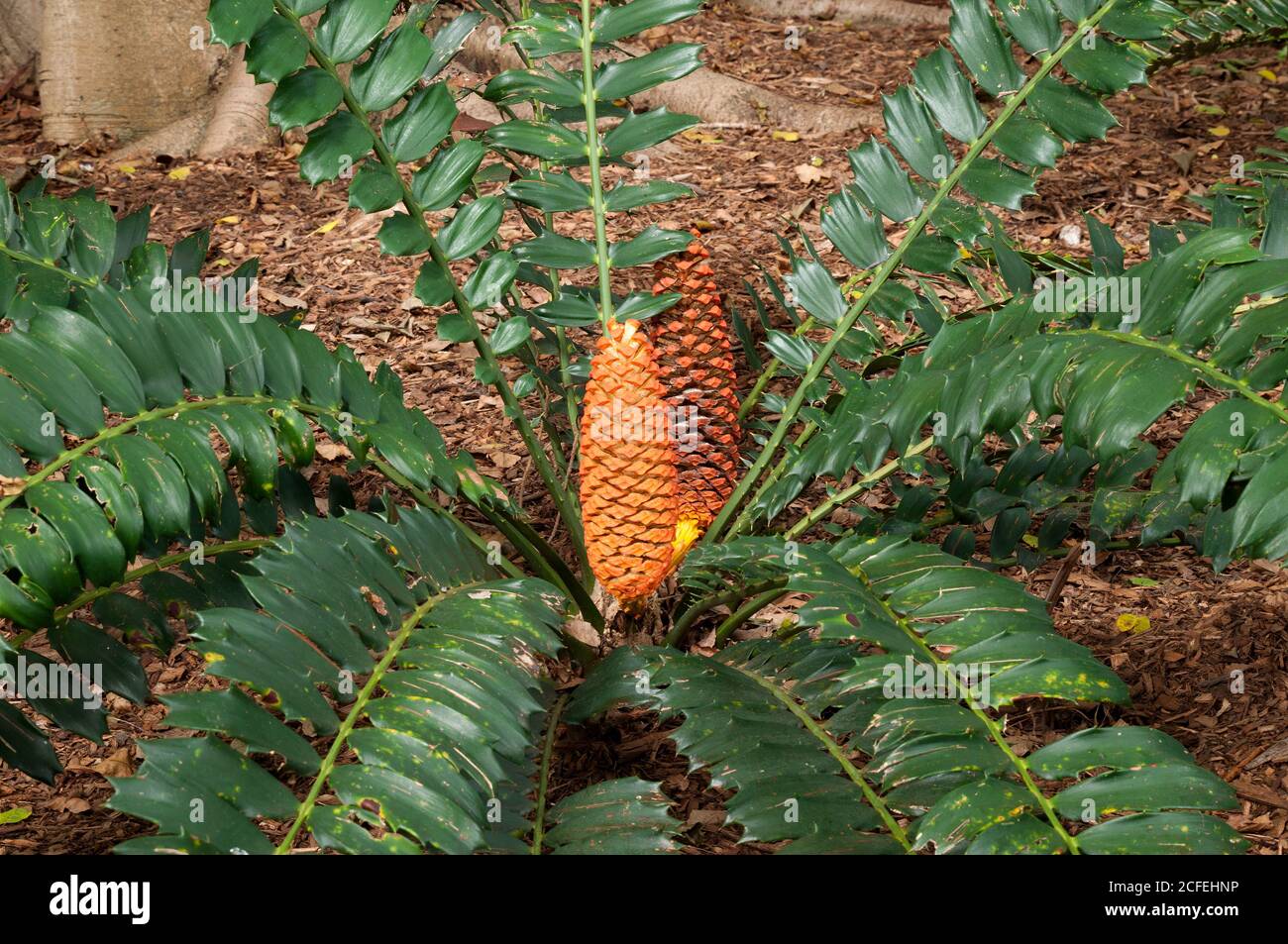 Sydney Australia, orange cones of a Encephalartos ferox or Zululand ...