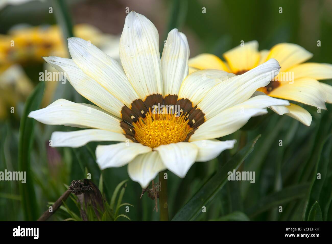 Gazania ground cover hi-res stock photography and images - Alamy