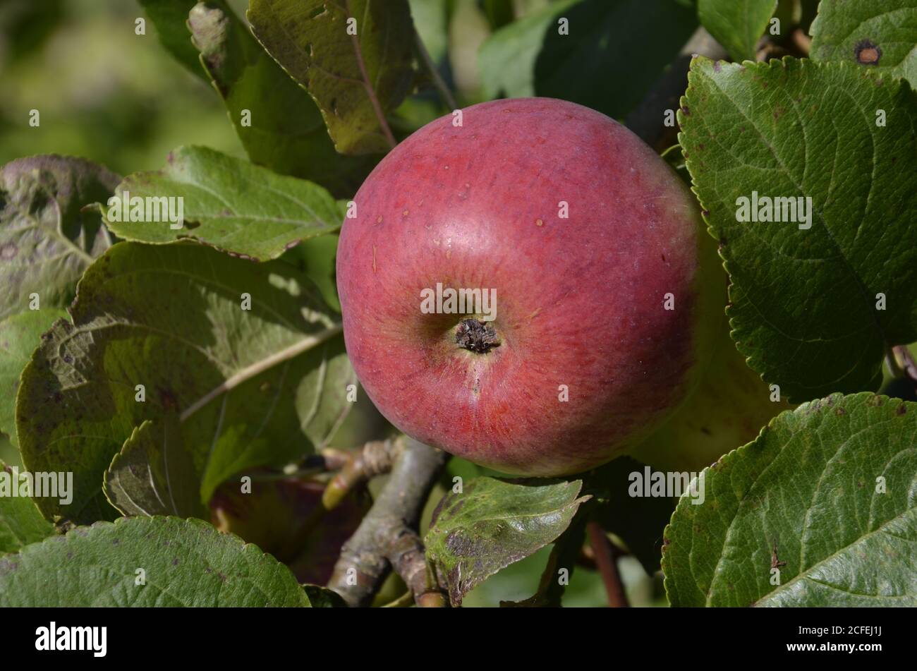 Apple tree many red hi-res stock photography and images - Alamy