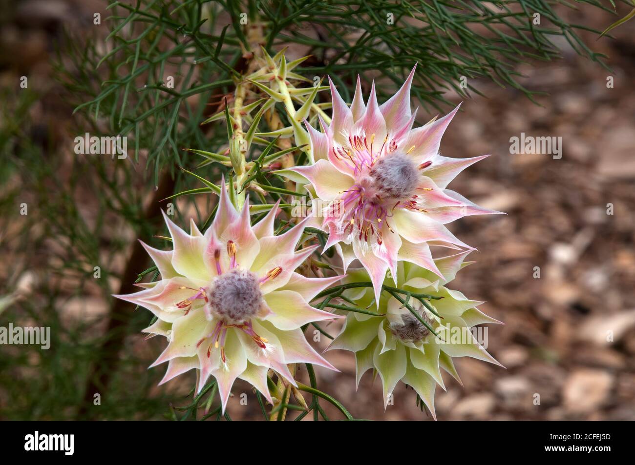Protea blushing bride hi-res stock photography and images - Alamy