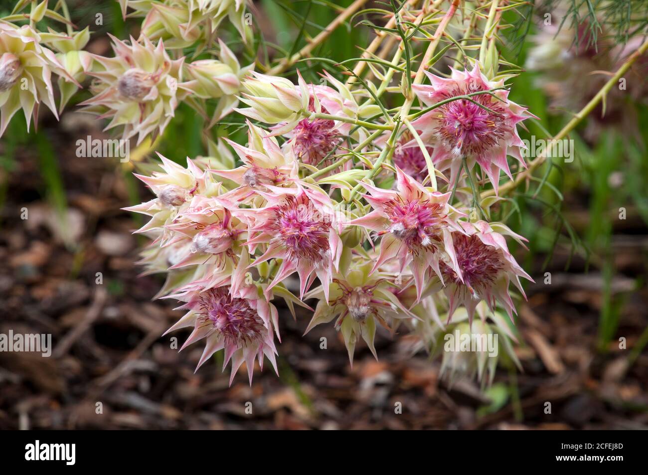 Protea blushing bride serruria florida hi-res stock photography and ...