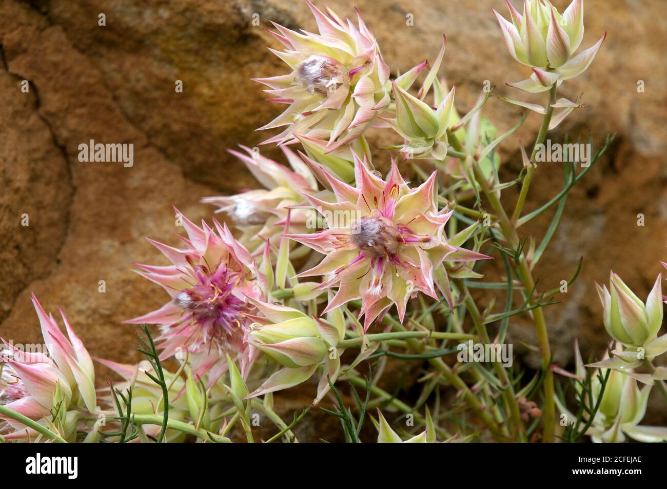Sydney Australia, flowers of a Serruria florida or blushing bride bush ...