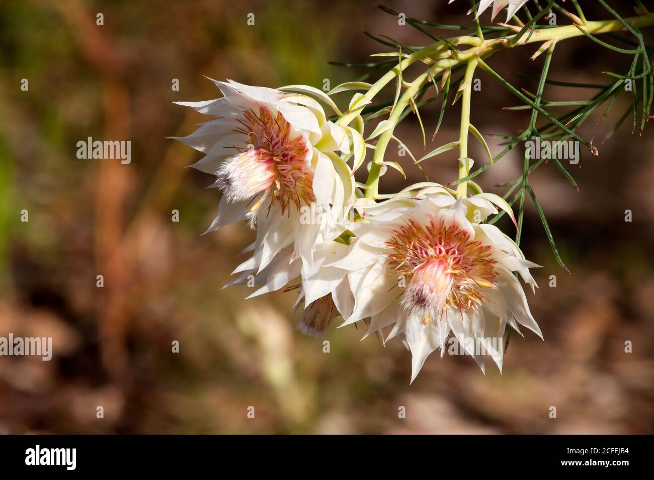 Protea blushing bride hi-res stock photography and images - Alamy
