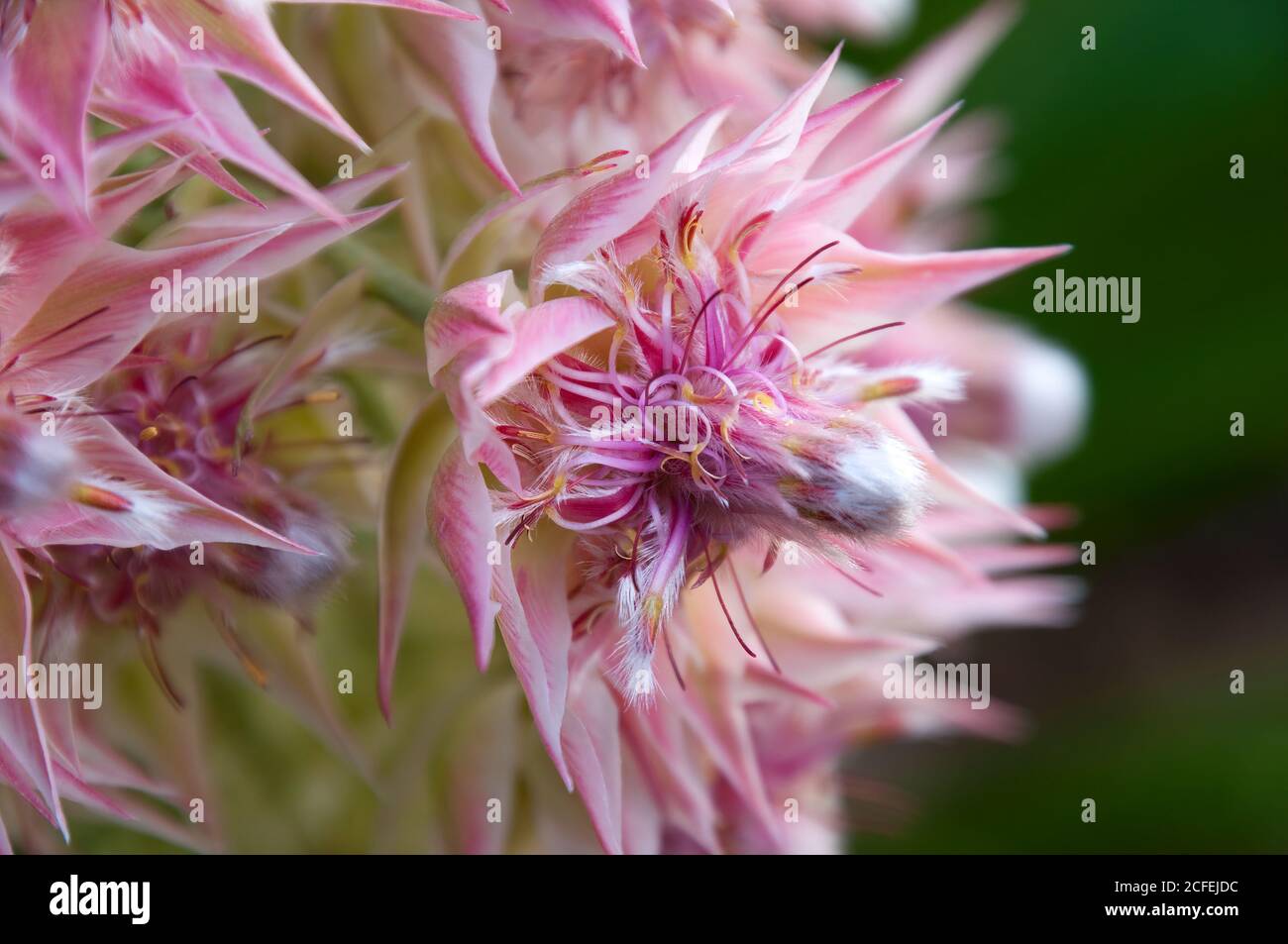 Protea blushing bride hi-res stock photography and images - Alamy